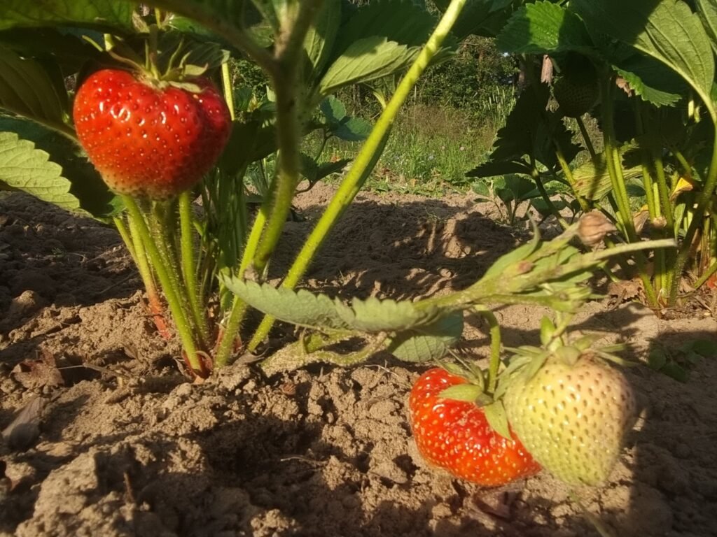 Braškių Daigai Gigant (10 vnt.) - braskiusodas
